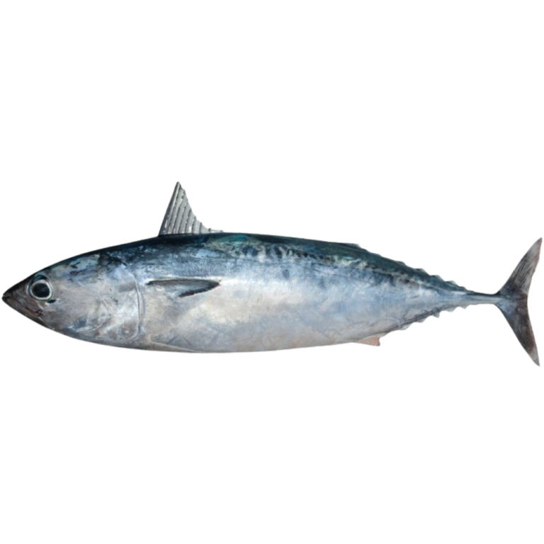 Our Products – Premium Frozen Fish Selection